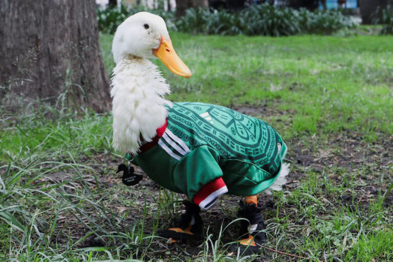 Mérida Man Tries to Trademark Mexico's Viral World Cup Duck - Mexico ...